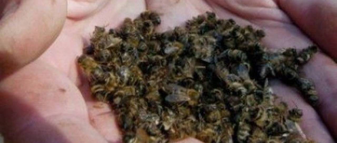Pomori čebel se nadaljujejo tudi letos | Sobotainfo.com