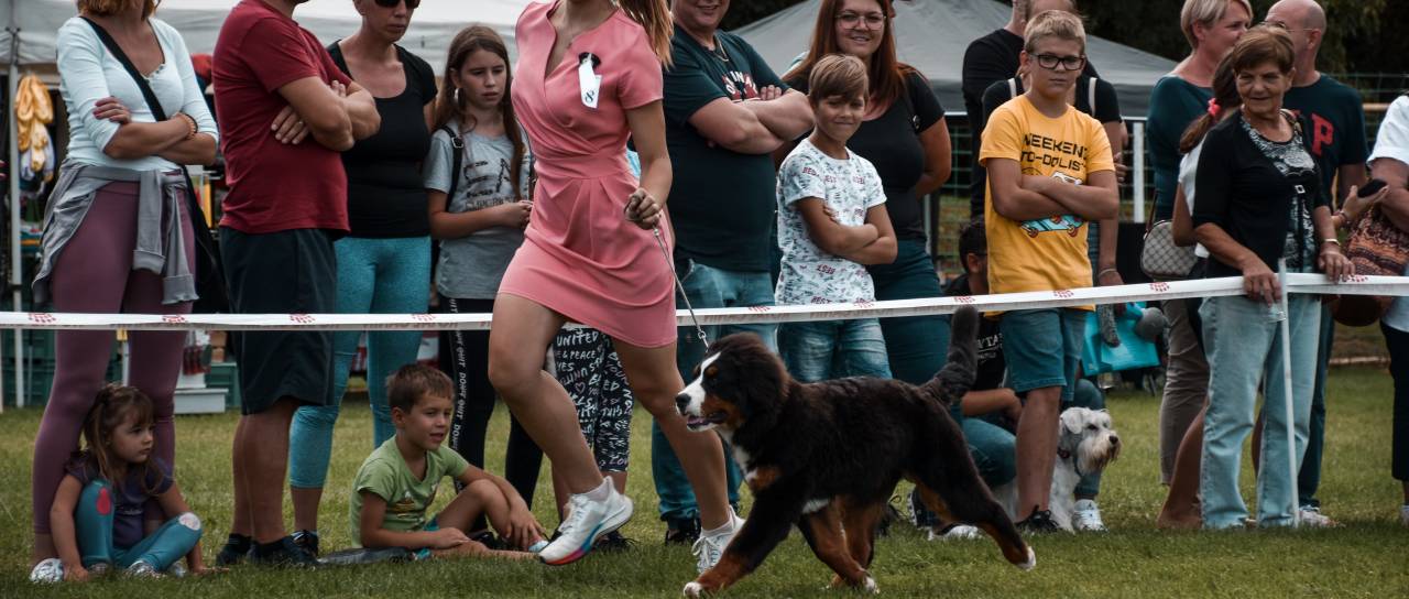 FOTO: V Lendavi velika razstava psov, izbrali tudi naj psa Pomurja ...