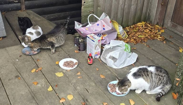 Obožujete pohane marele? Našli smo še nekaj receptov, kako lahko te ...