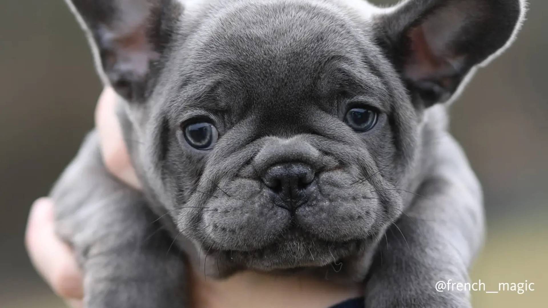 Francuski Buldog plavi i merle egzoticni | Sobotainfo.com