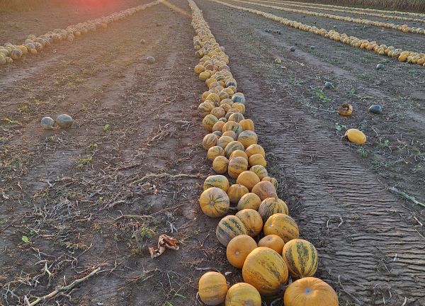 Bučno seme | Sobotainfo.com