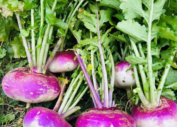 Bela repa | Sobotainfo.com