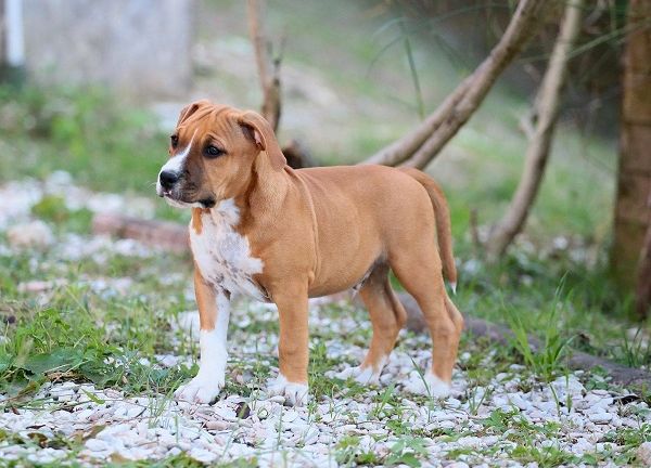 Americki Stafordski terijer | Sobotainfo.com