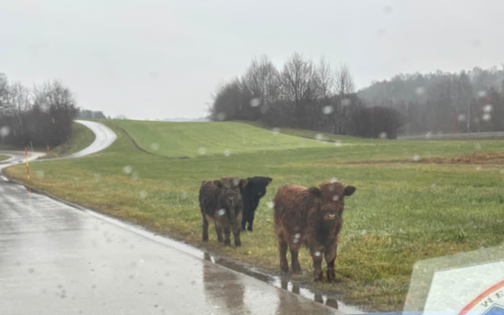 Tri mlada goveda so se znašla na cesti | Sobotainfo.com
