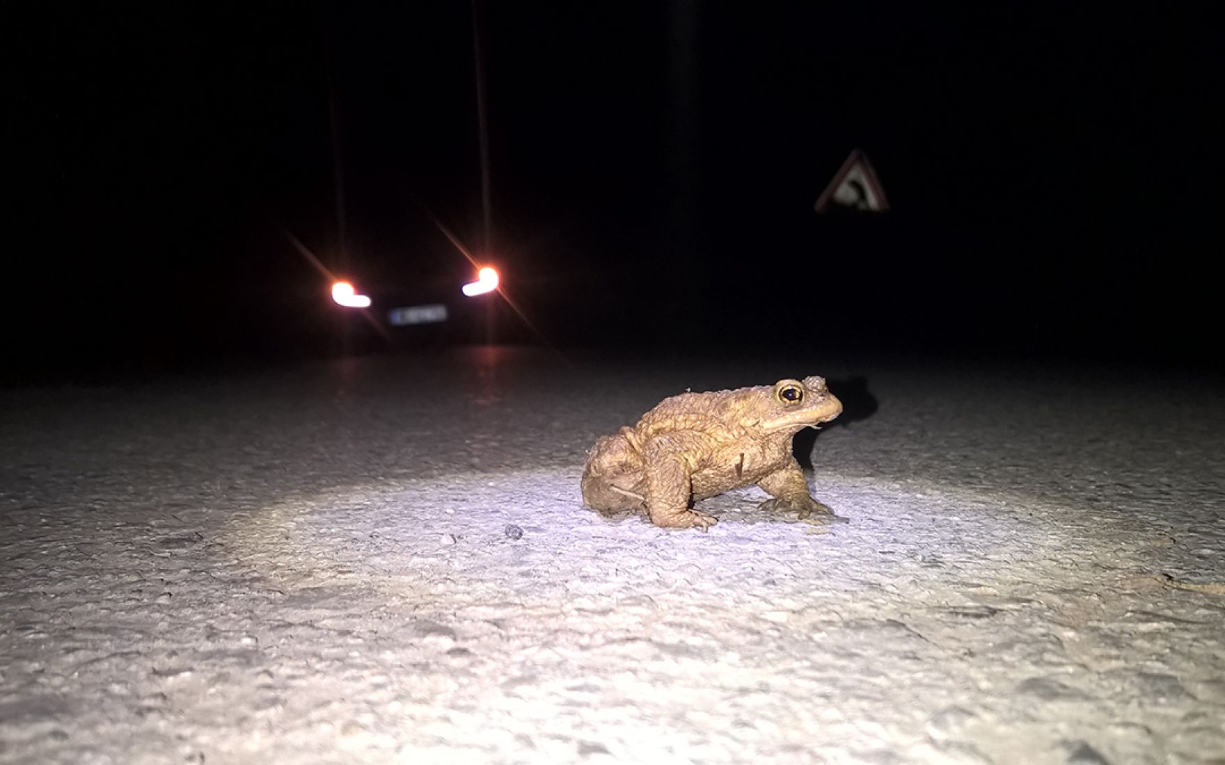 Pozor! Žabe in druge dvoživke se selijo v mlake in jezera, v bližini ...