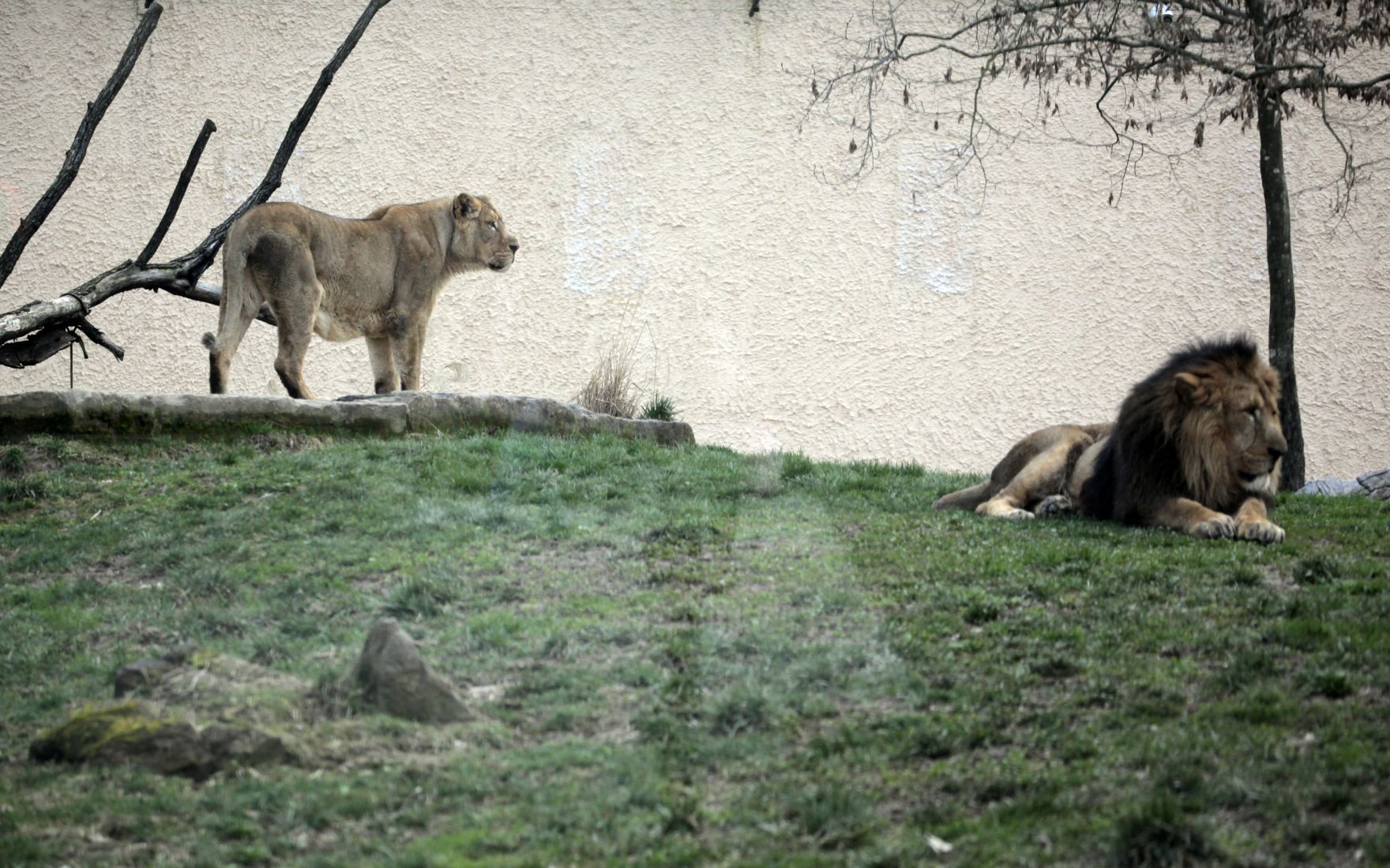 V živalskem vrtu so se poslovili od kralja živali | Sobotainfo.com