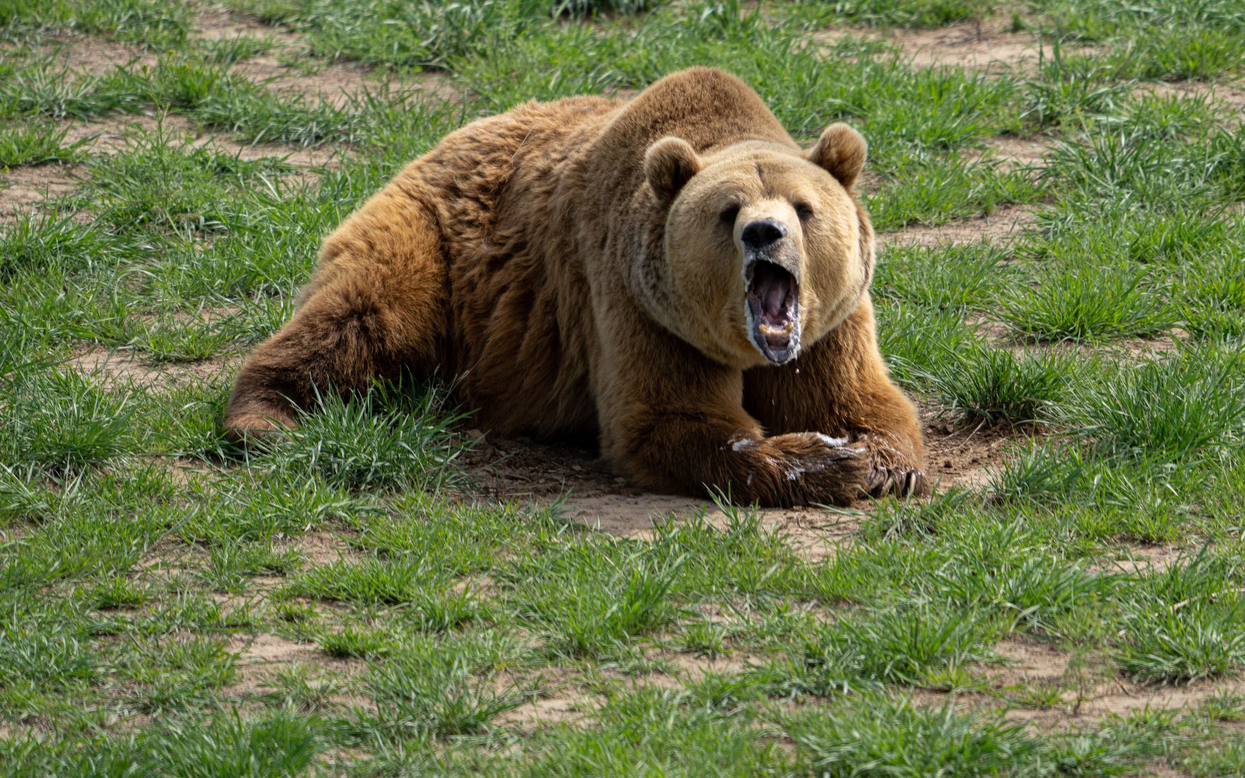 Odstrel 176 medvedov: Trofejni lov na medveda se ponuja po ceni 3500 ...