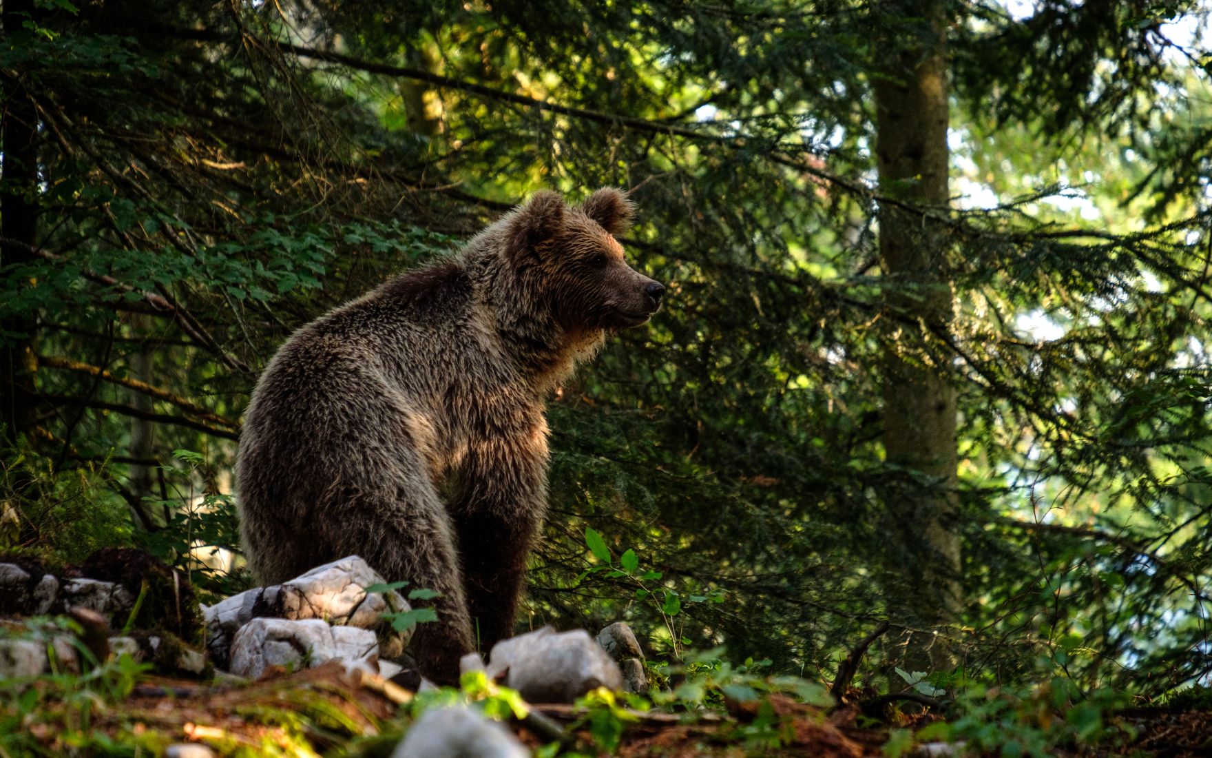 Odločno proti odrejenemu odstrelu 176 medvedov v slovenskih gozdovih ...