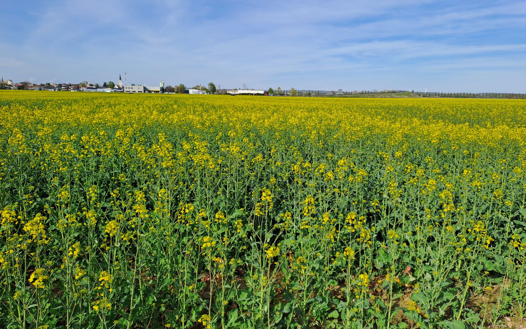 FOTO: Oljna ogrščica zacvetela in prekrila polja v Pomurju | Sobotainfo.com