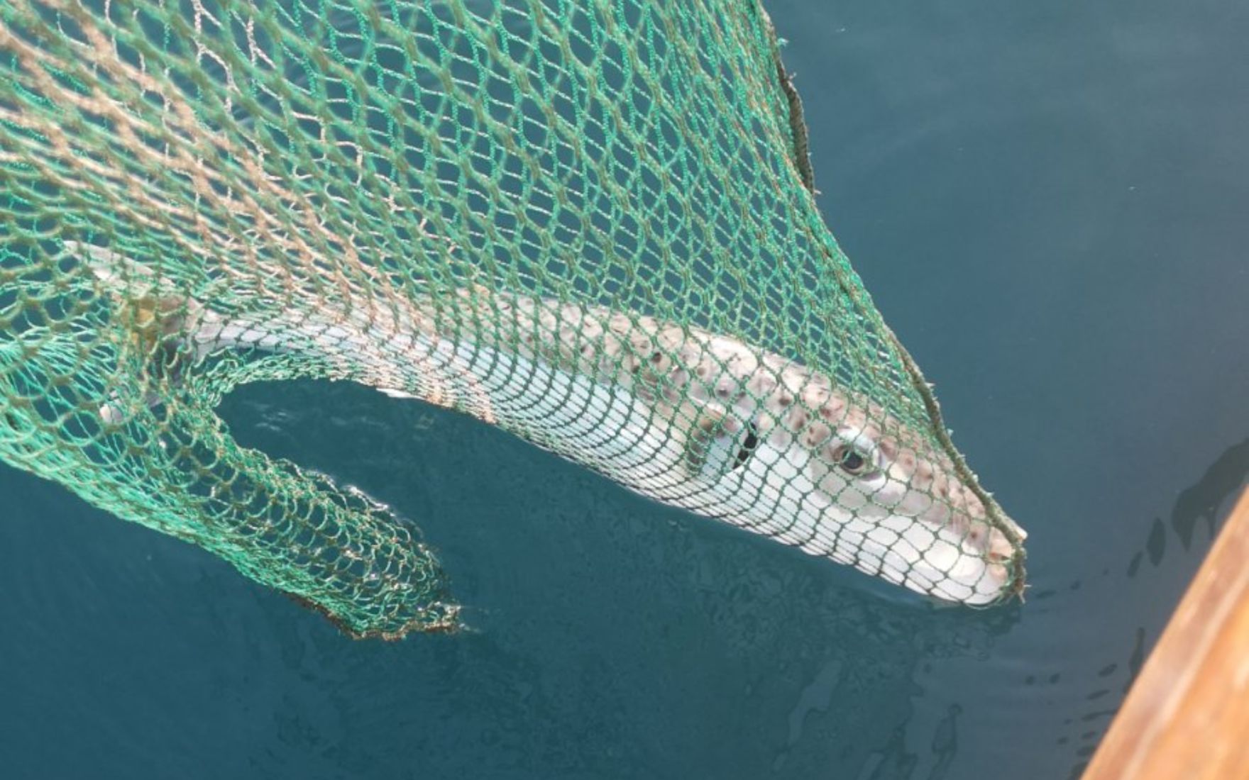 V Medulinskem zalivu Slovenec ujel izjemno strupeno ribo | Sobotainfo.com