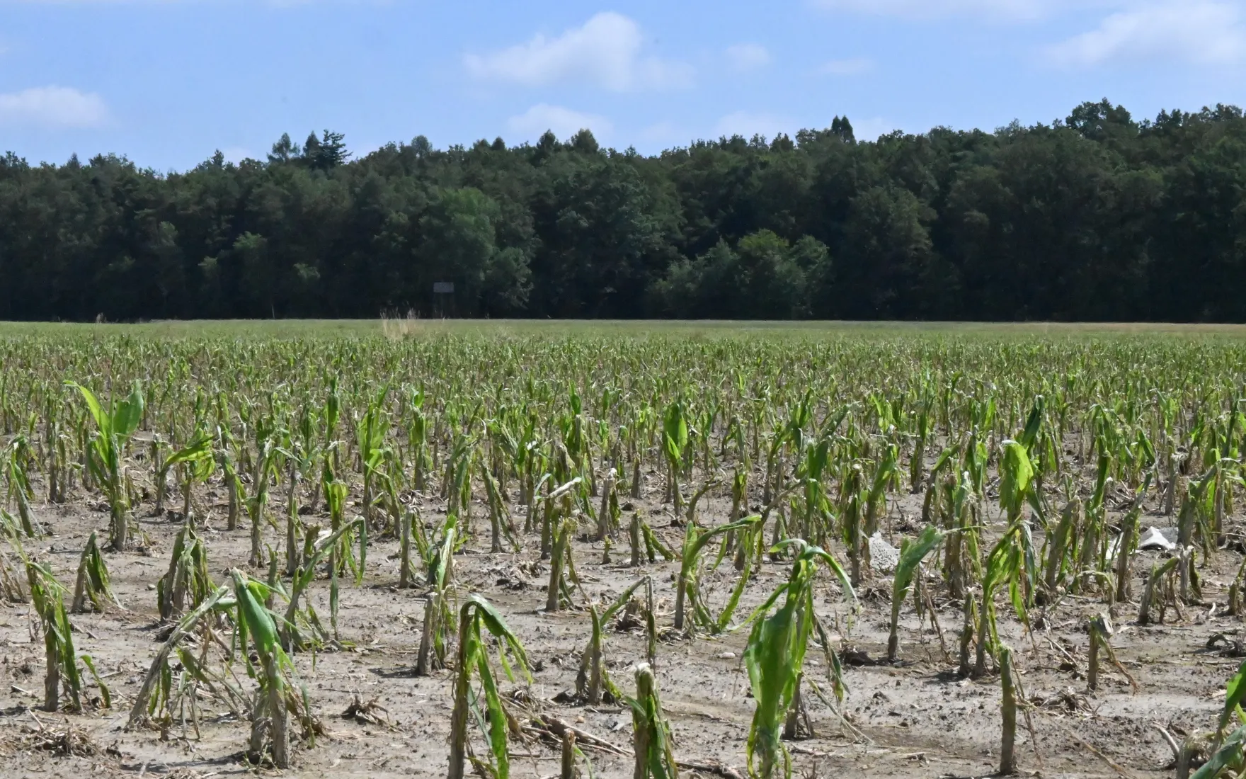 FOTO: Kmetje v Pomurju po neurjih na robu obupa, poplavljena polja in ...