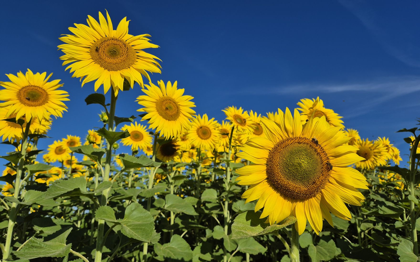 FOTO: Pomurska polja krasijo sončnice | Sobotainfo.com
