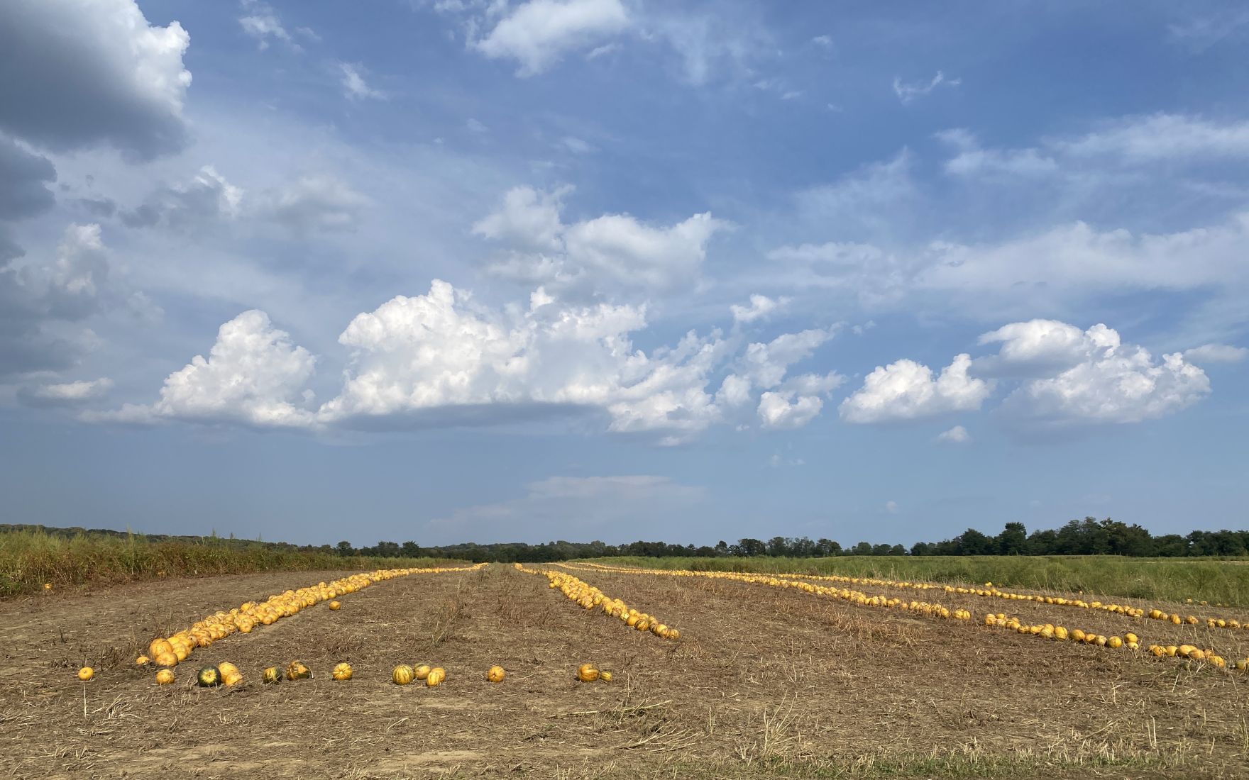 FOTO: Bučna polja v Pomurju: Zgodba o tradiciji, okusu in naravnih ...