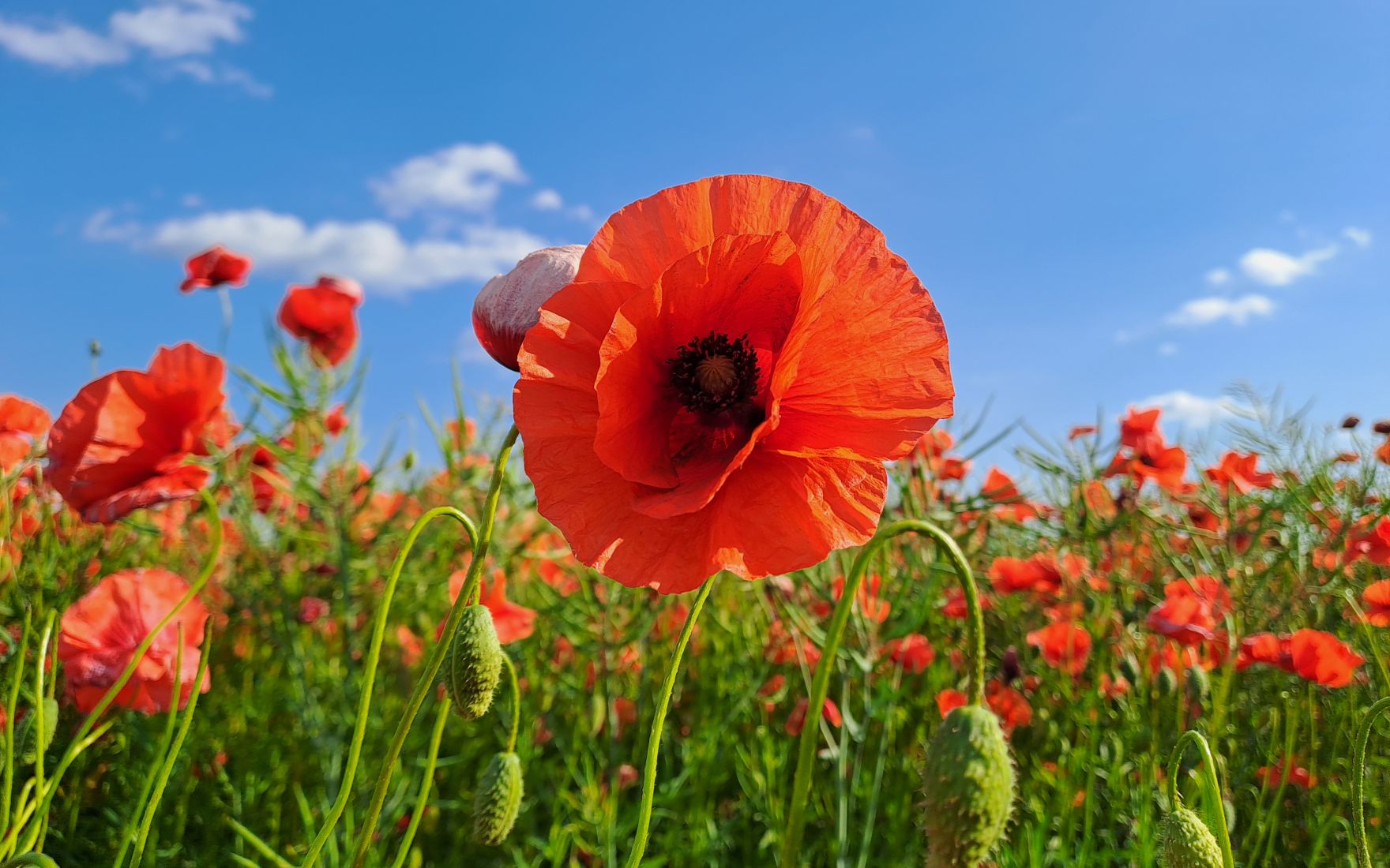 FOTO: Polja rdečega maka v Pomurju vabijo poglede | Sobotainfo.com