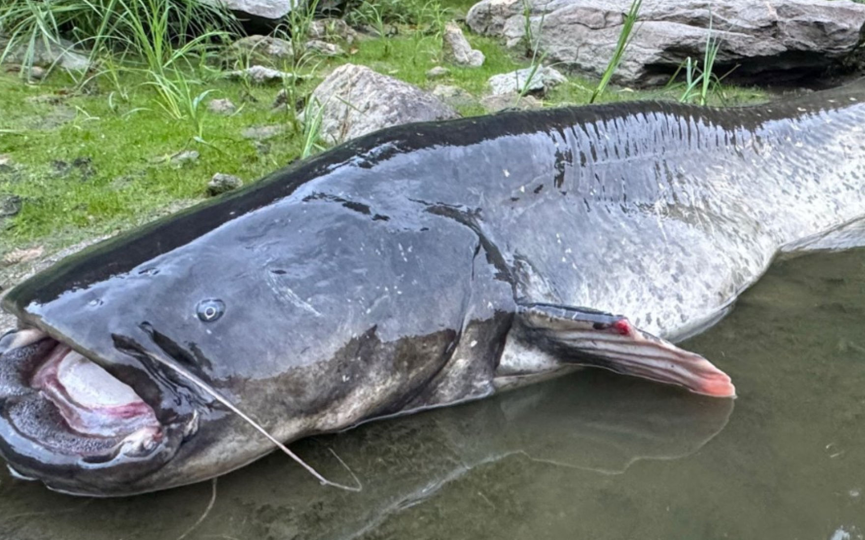 FOTO: Ribič ujel skoraj tri metre dolgega soma | Sobotainfo.com