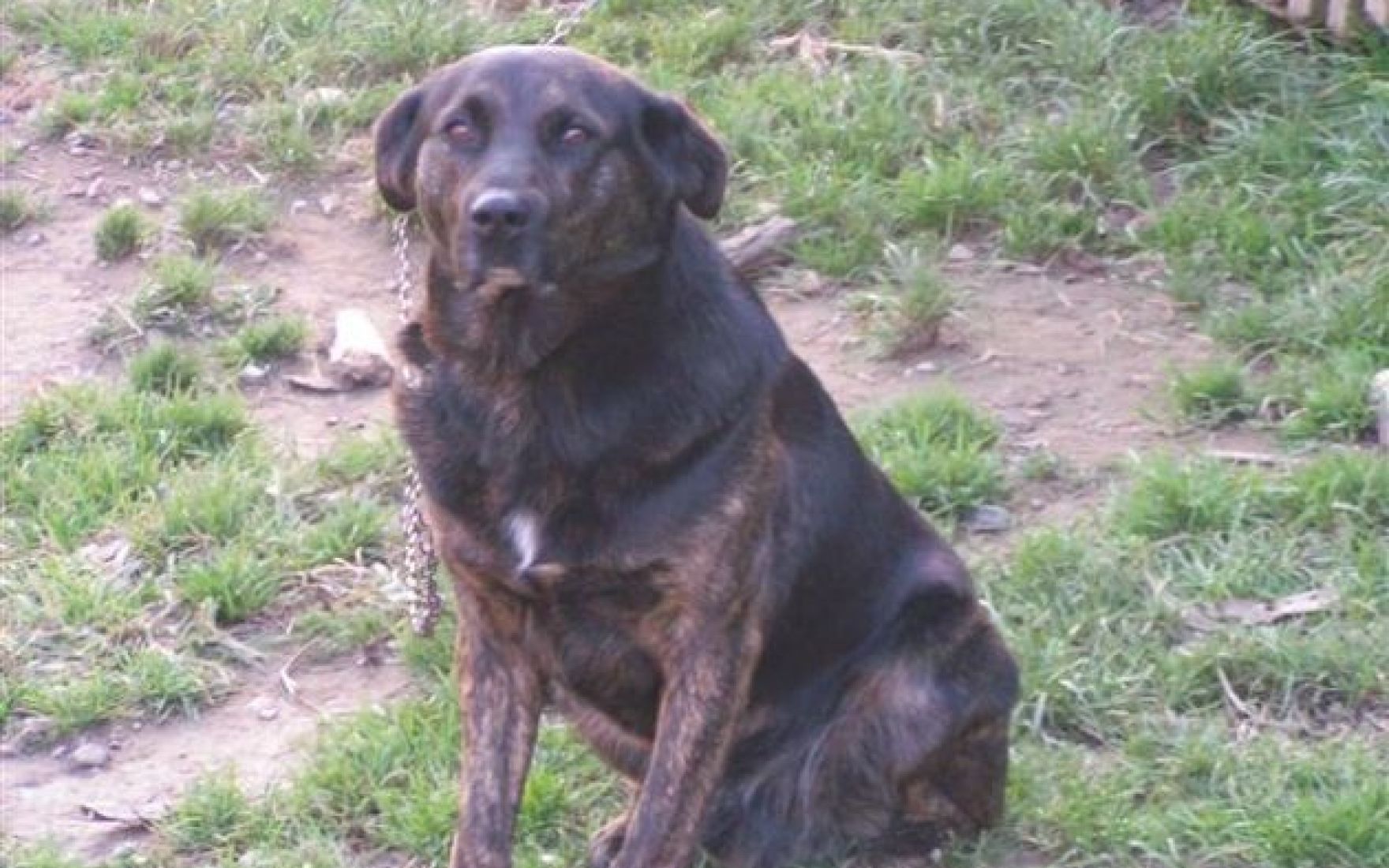 Pirotehnika ubila psa | Sobotainfo.com