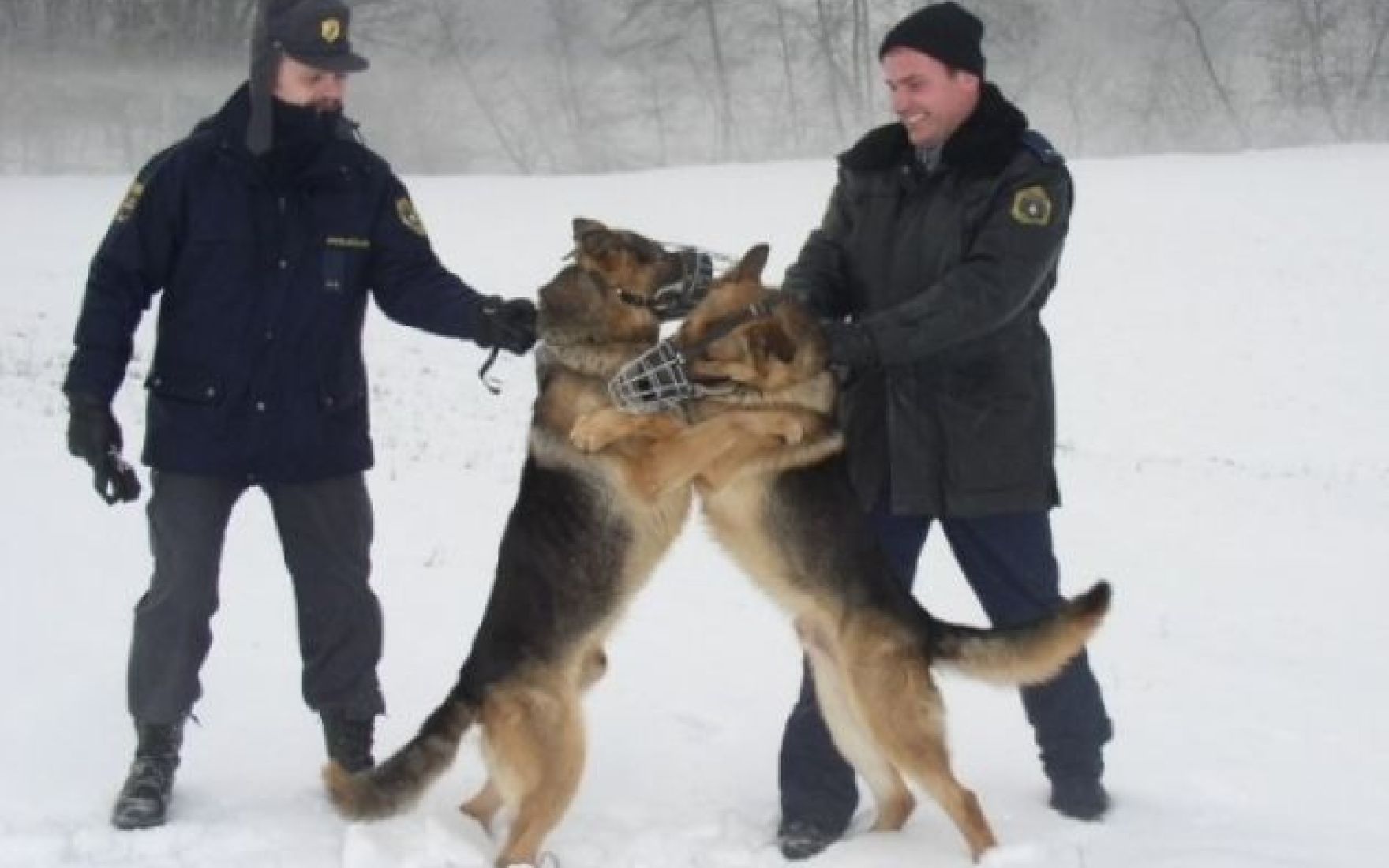 Policijski psi so nevarni kot strelno orožje | Sobotainfo.com