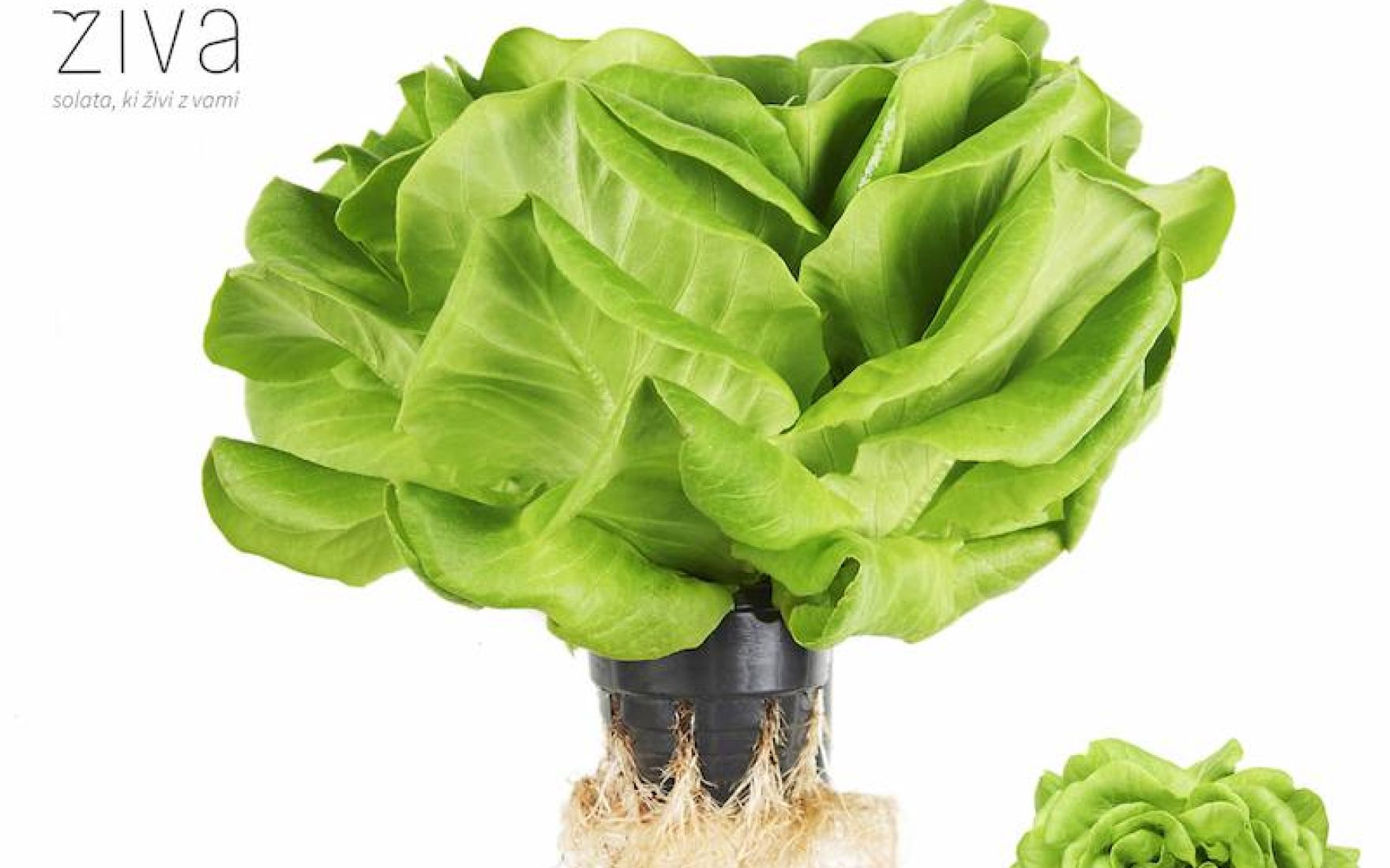 Živa solata iz Pomurja že na trgovskih policah | Sobotainfo.com