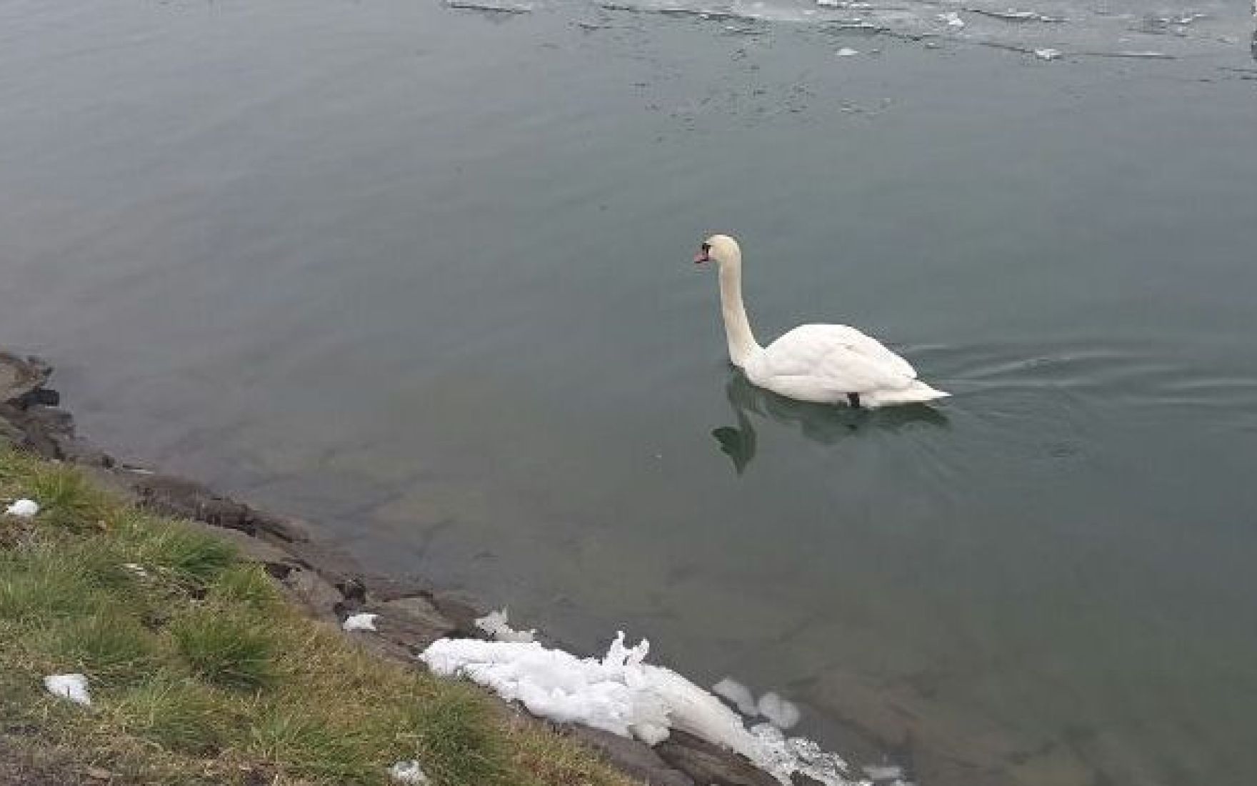 Potrjeno: Labod iz ribnika v Rankovcih je imel ptičjo gripo ...