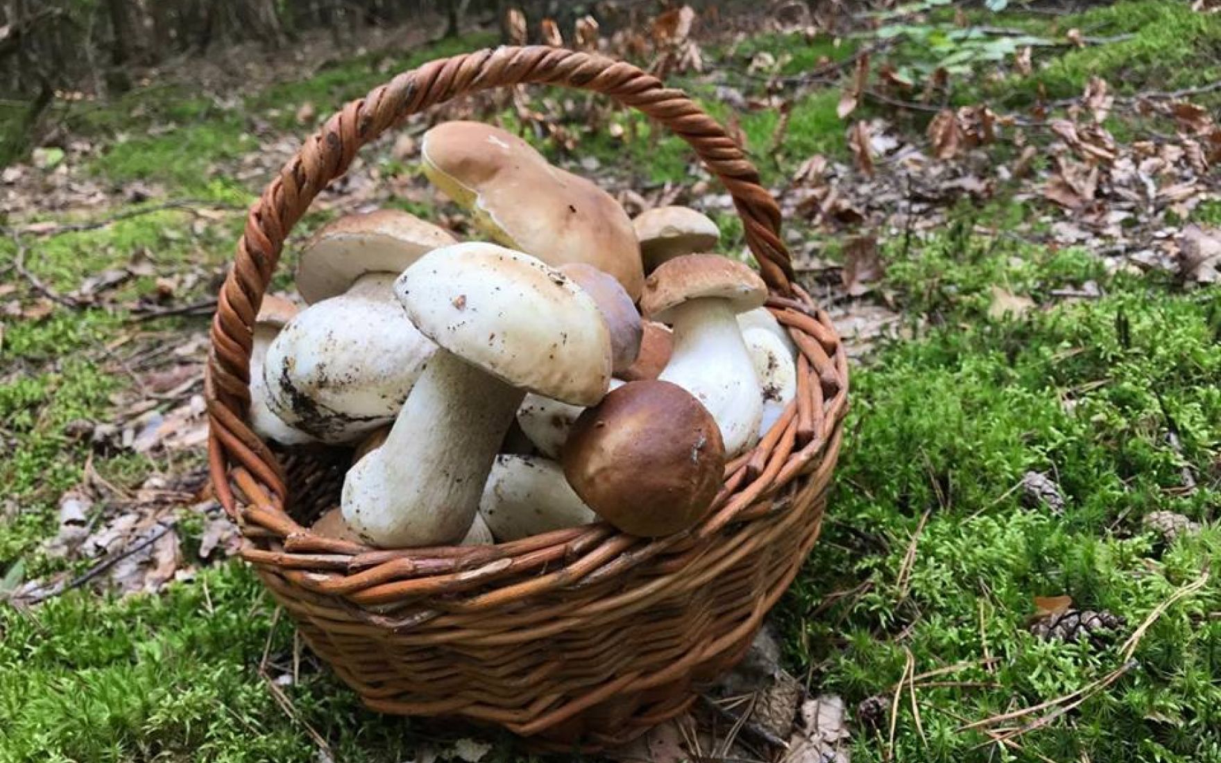 Prihaja polna luna, ko naj bi gobe najbolj rasle | Sobotainfo.com