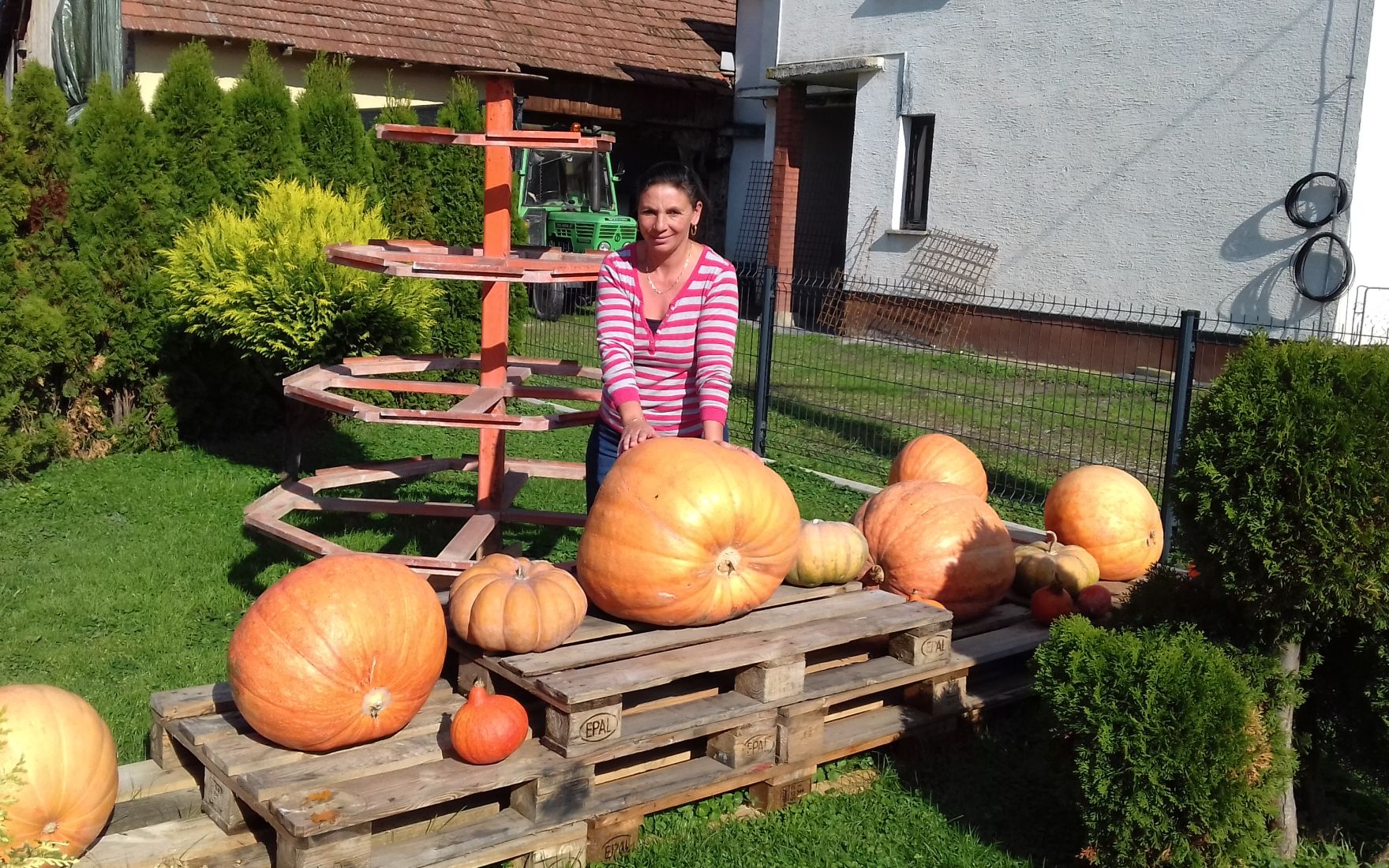 FOTO: Poglejte te buče velikanke, najtežja tehta skoraj 40 kilogramov ...