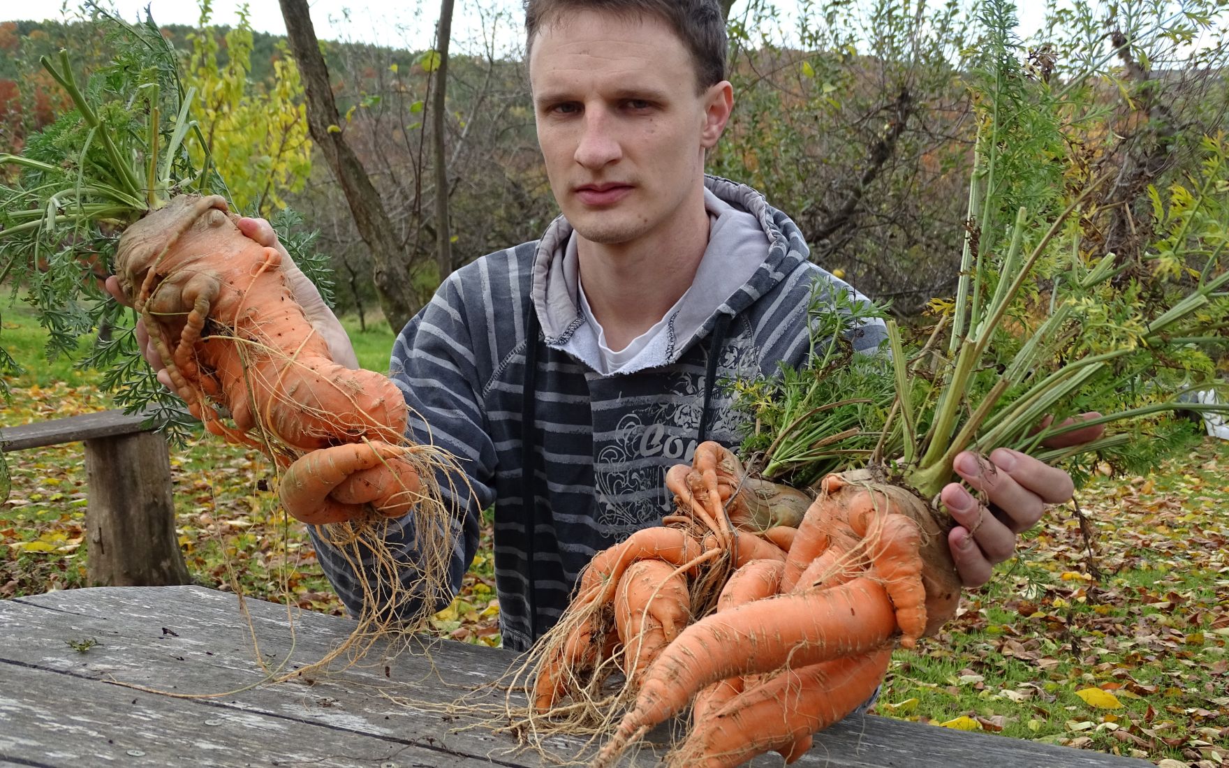 Velikanski korenčki razveselili ljubiteljskega vrtičkarja, največji je ...