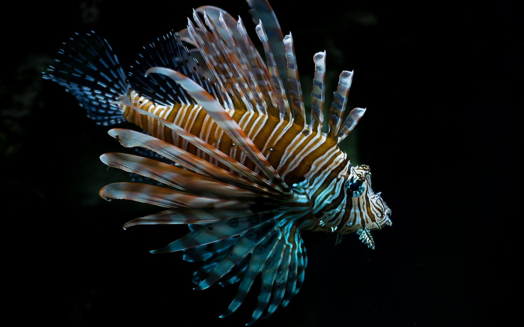 Strupena tropska riba zašla v Jadransko morje, za človeka je lahko tudi ...