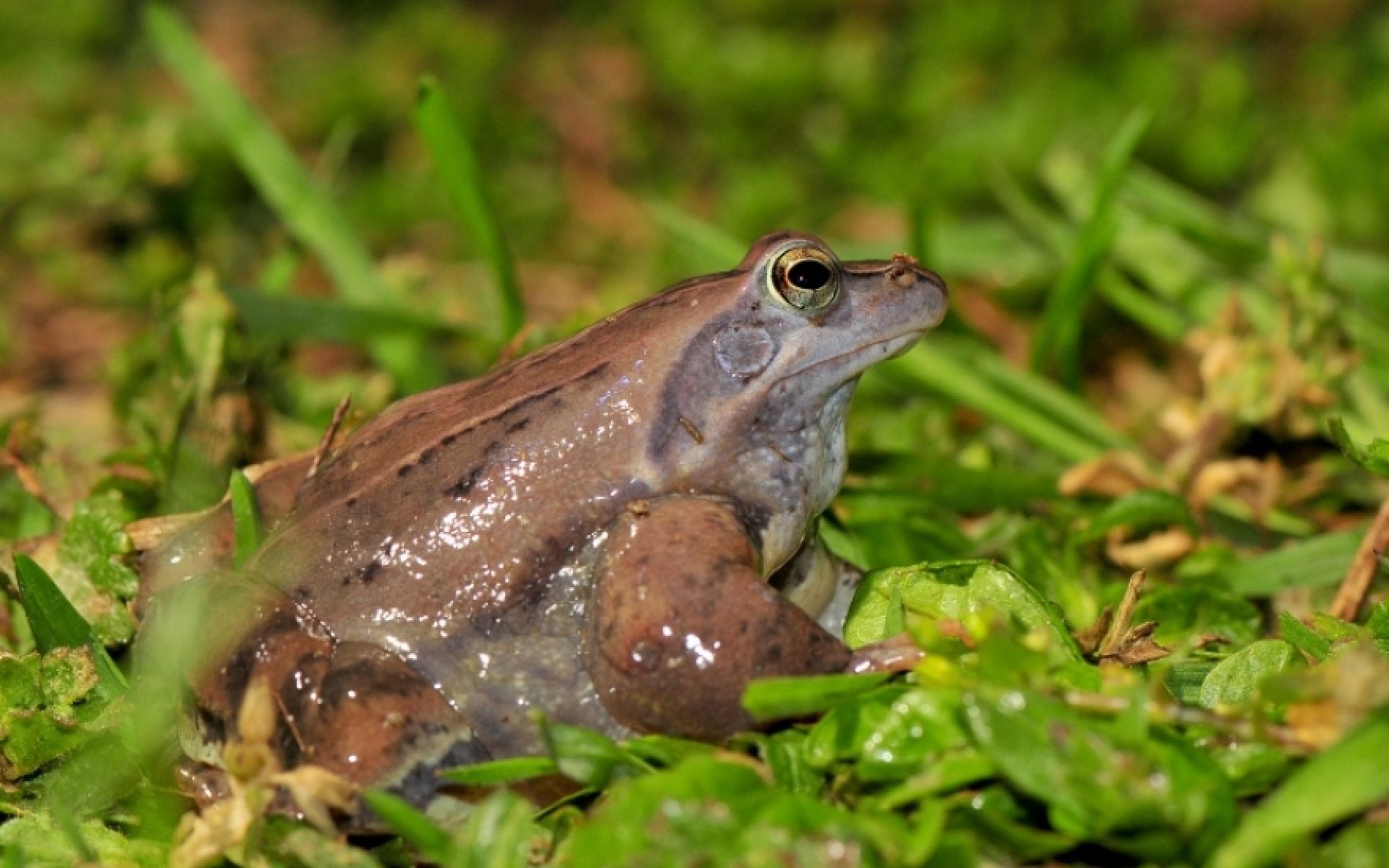 V sklopu akcije Pozor, žabe na cesti na Goričkem rešujejo dvoživke ...
