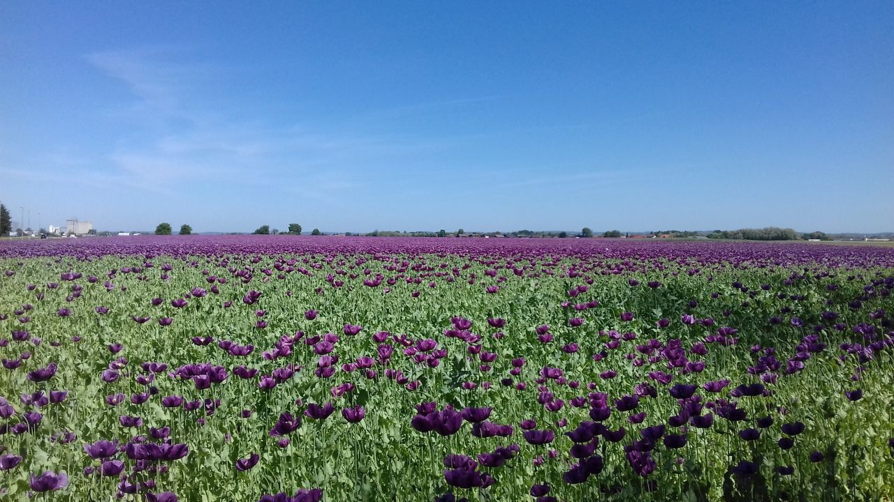 FOTO: Barvita polja vijoličnega maka poslastica za fotografe, toda kje ...