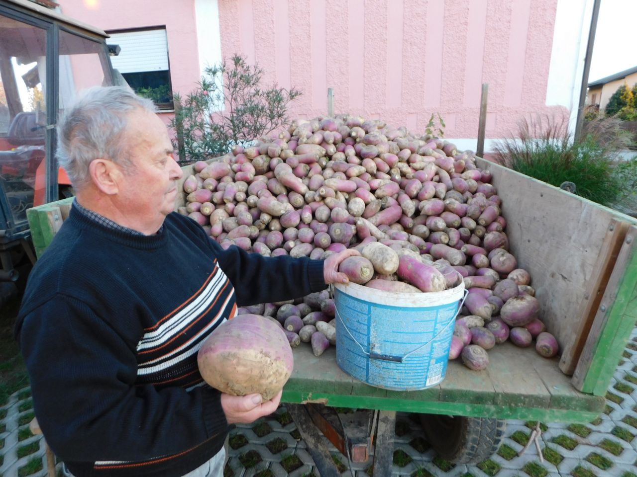 Medtem ko repe na trgovskih policah ni, so jo nekateri pridelali v ...