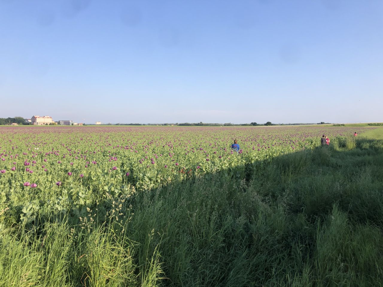 FOTO: Kako so rumena polja zamenjale fotografije vijoličastega maka ...