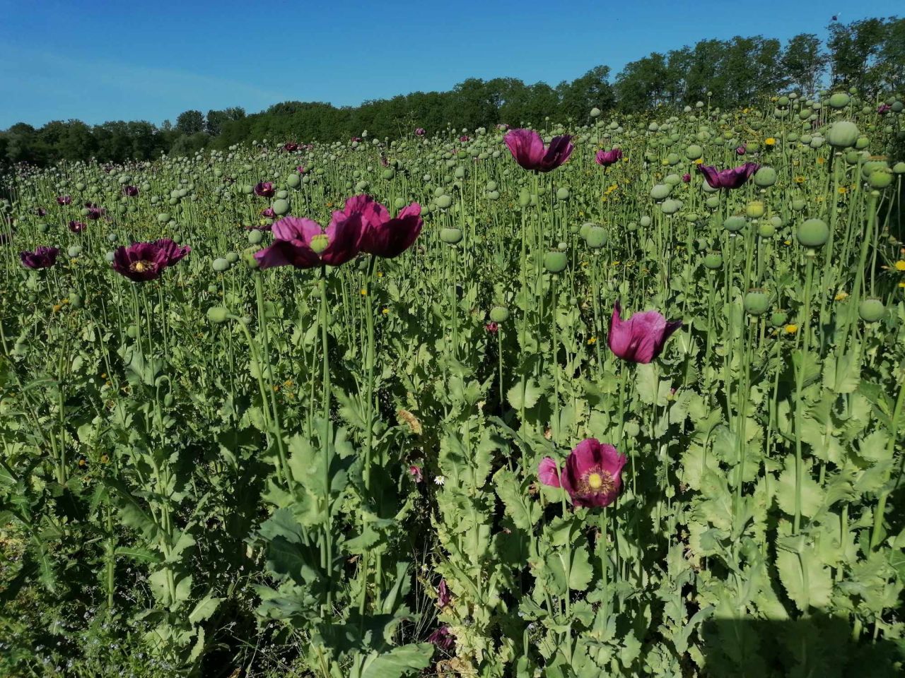 FOTO: Barvita polja vijoličnega maka, kje ga uporabljamo? | Sobotainfo.com