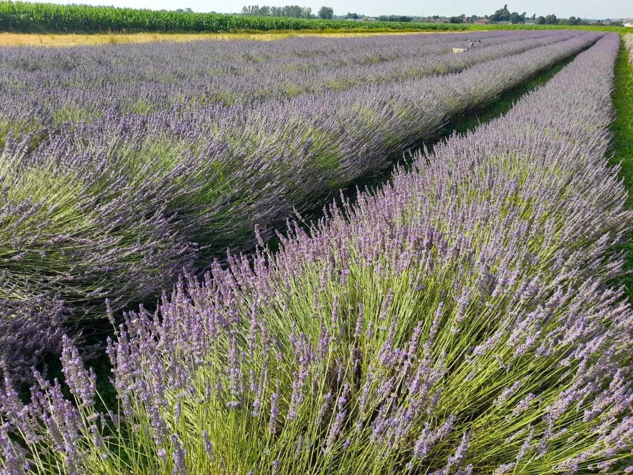 FOTO: Dišeče polje sivke sredi prekmurske ravnice privablja poglede ...