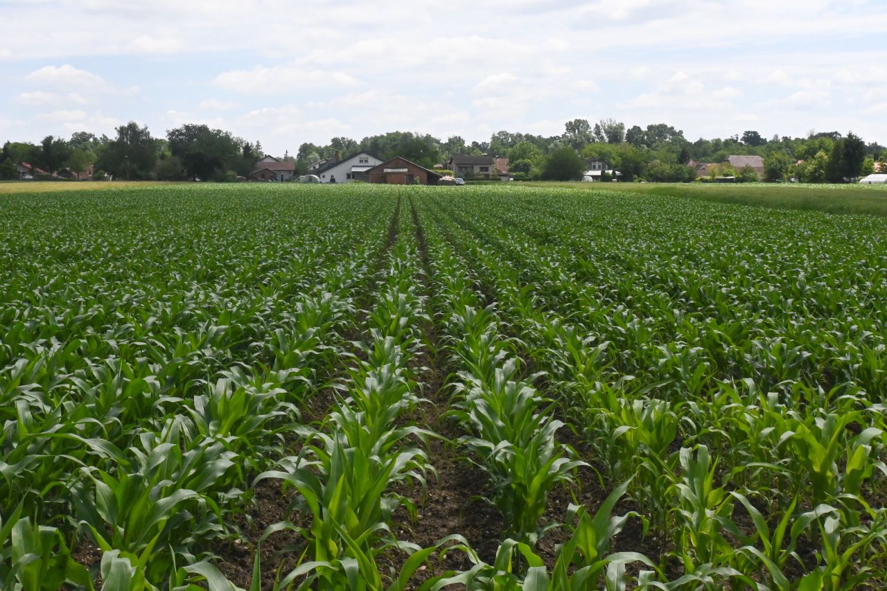FOTO: Kmetje v Pomurju po neurjih na robu obupa, poplavljena polja in ...