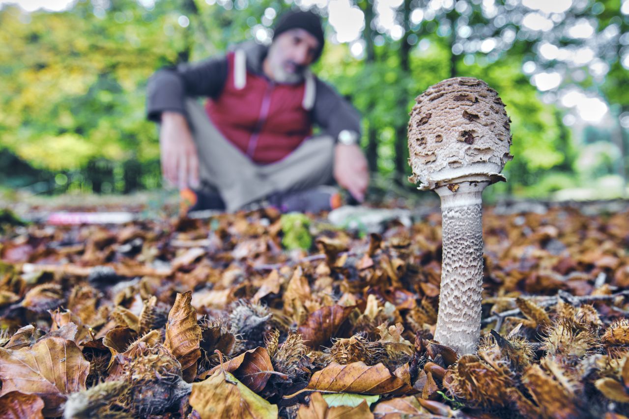 Te gobe so boljše od mesa in rastejo tik ob poti | Sobotainfo.com