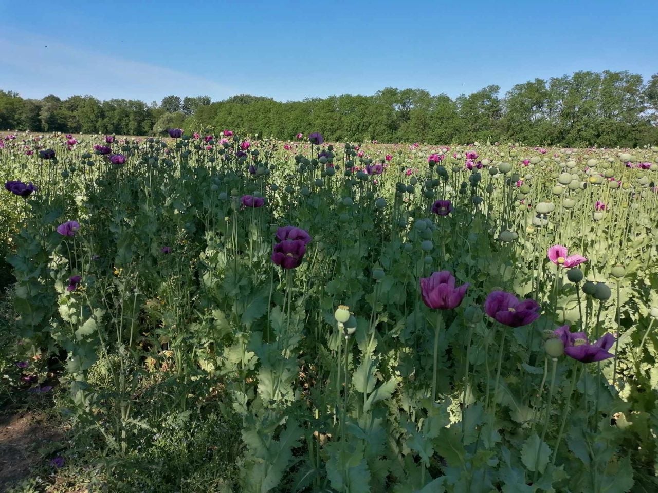 FOTO: Barvita polja vijoličnega maka, kje ga uporabljamo? | Sobotainfo.com