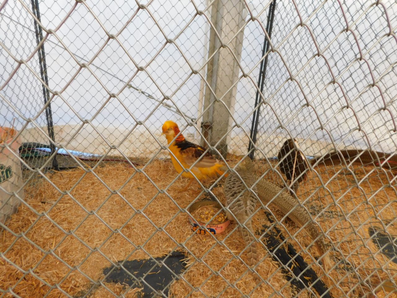 FOTO: V Odrancih pripravili razstavo malih živali | Sobotainfo.com