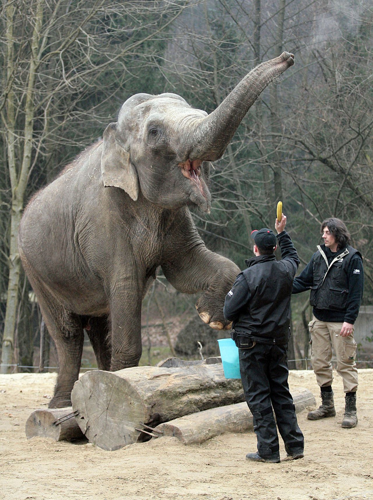 Očitki, da je slonica v ljubljanskem živalskem vrtu najbolj otožna na ...