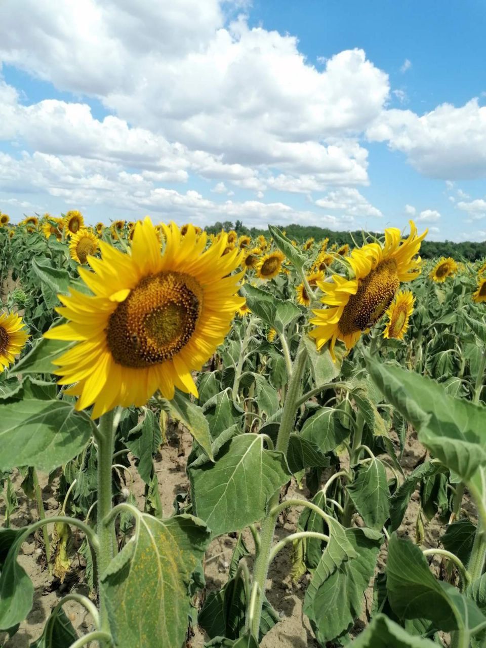 FOTO: Med lepoto in sušo, to so sončnična polja v Pomurju | Sobotainfo.com