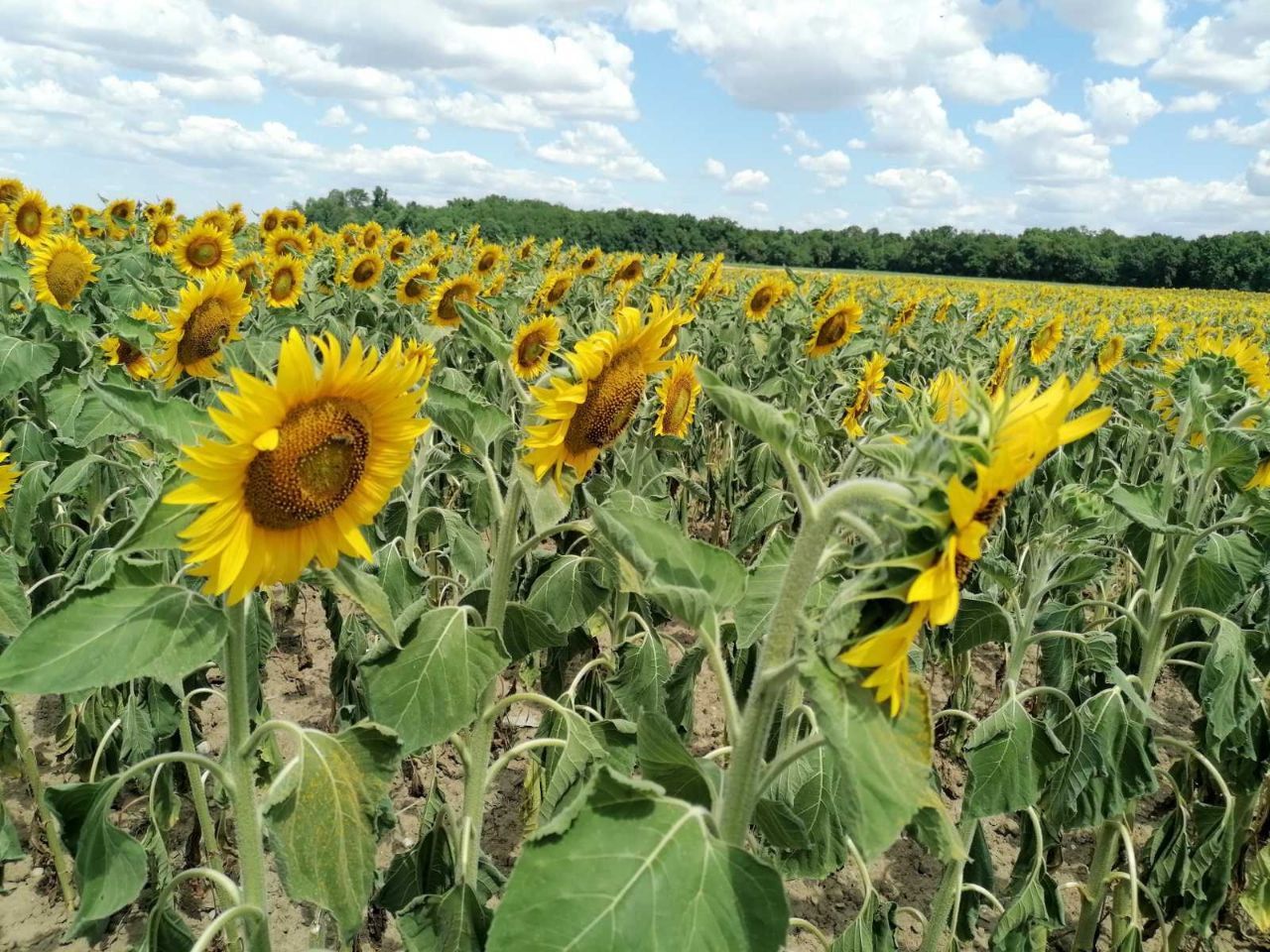 FOTO: Med lepoto in sušo, to so sončnična polja v Pomurju | Sobotainfo.com