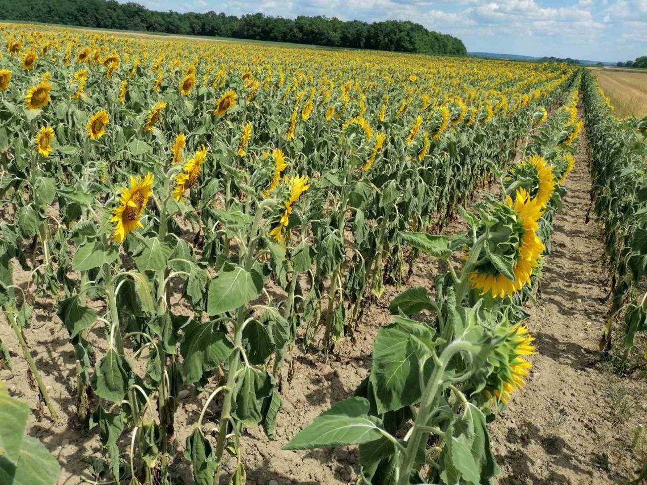 FOTO: Med lepoto in sušo, to so sončnična polja v Pomurju | Sobotainfo.com